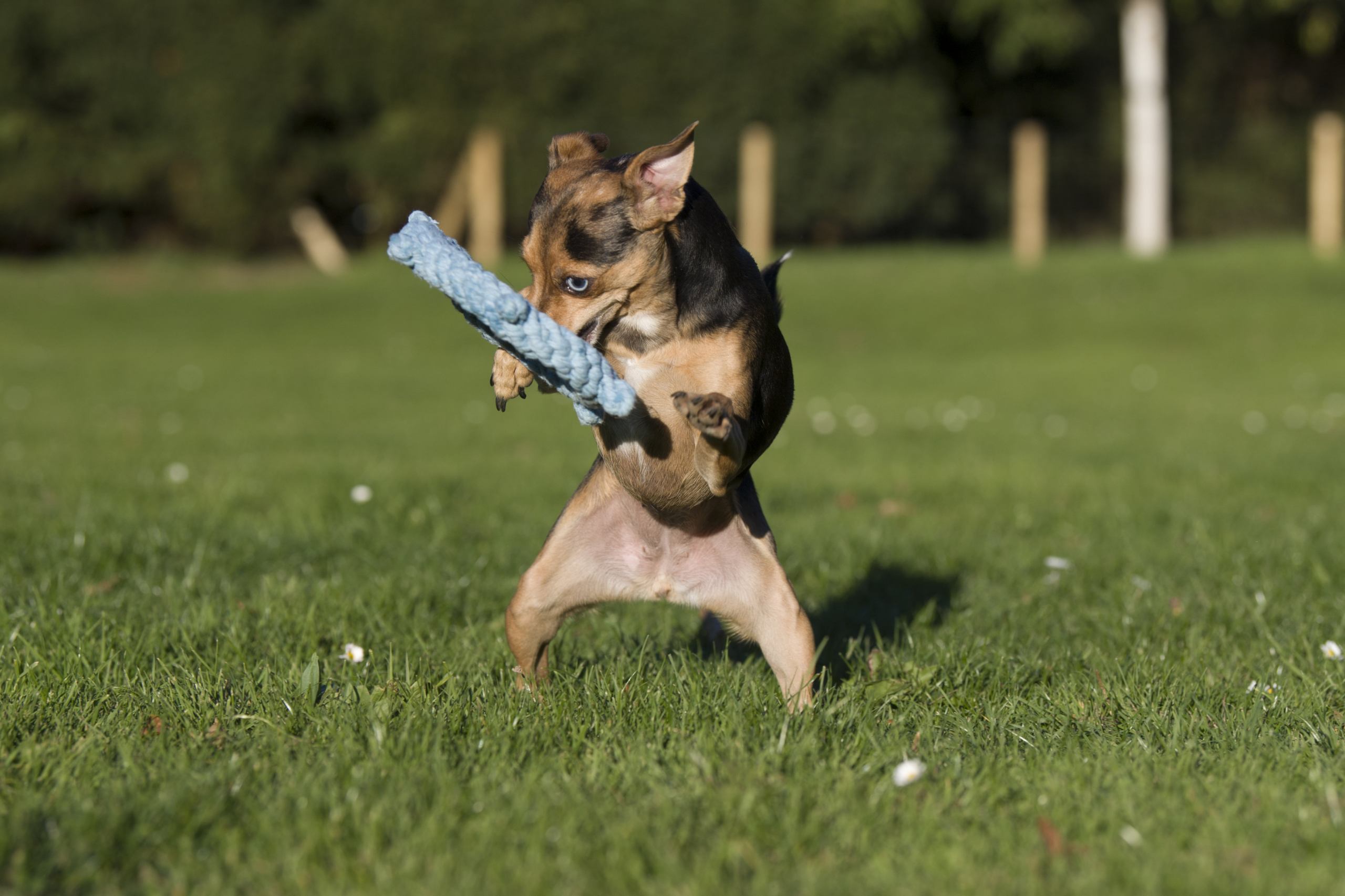 LABONI - Design for dogs and owners