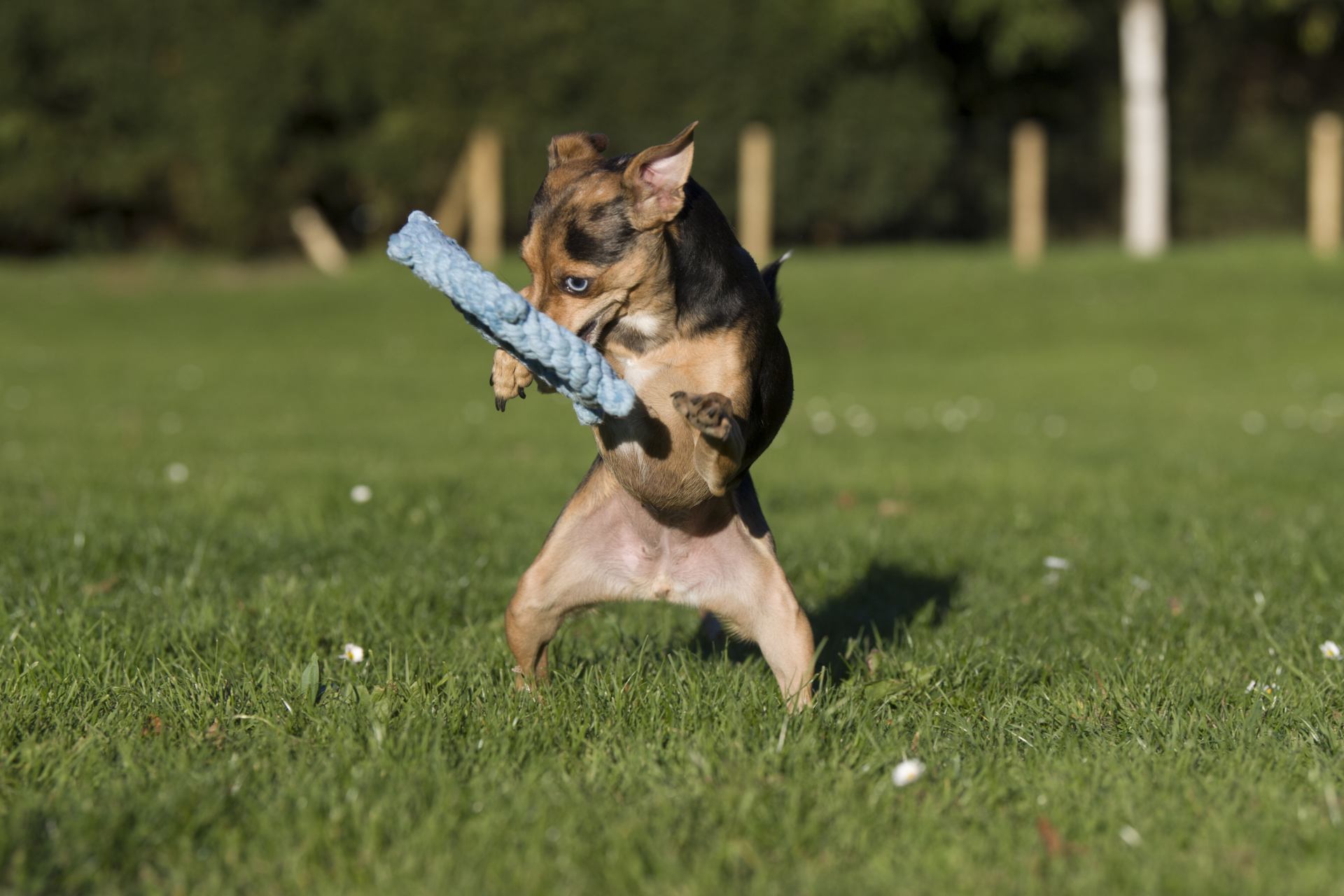 LABONI - Design for dogs and owners