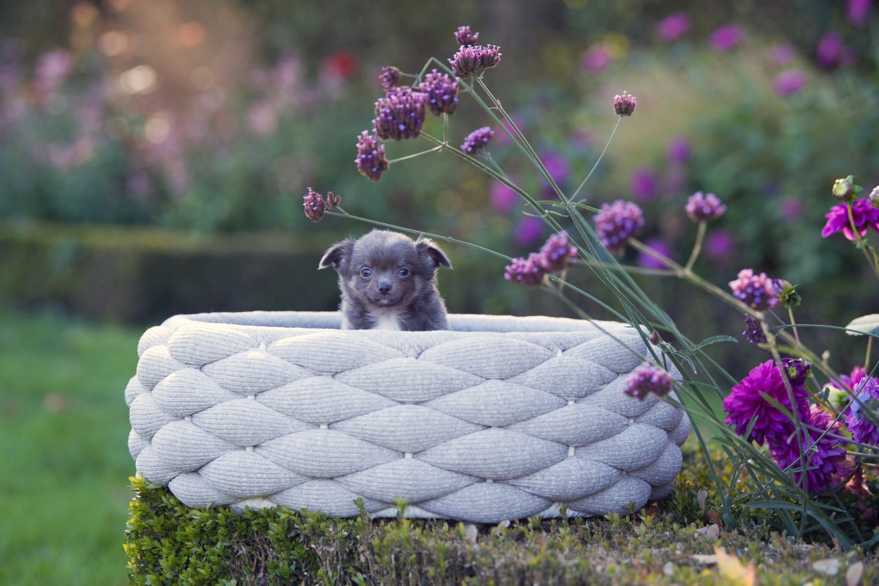 LABONI - Design for dogs and owners