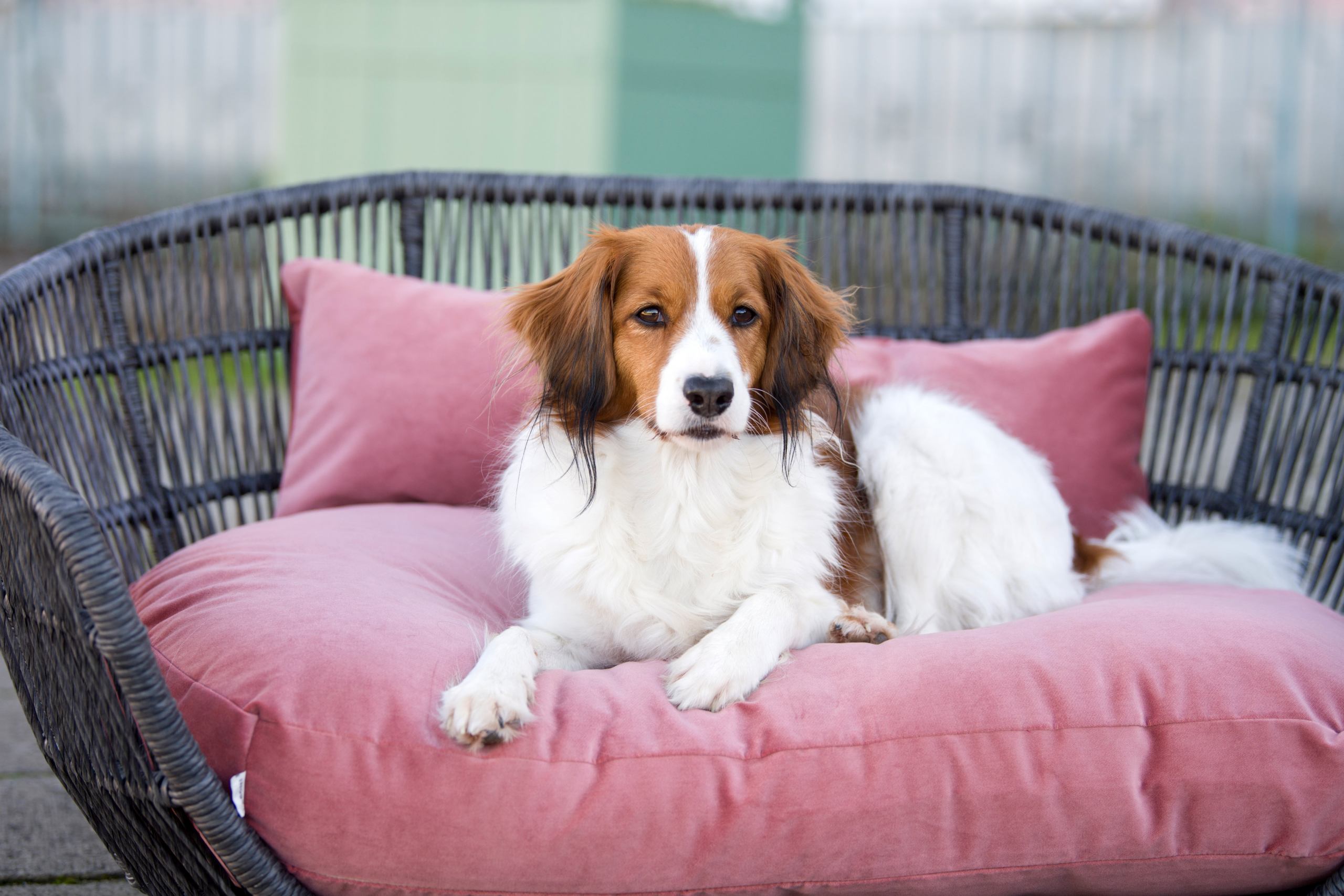 HUNDEBETTEN | LABONI - Design für Hund und Halter