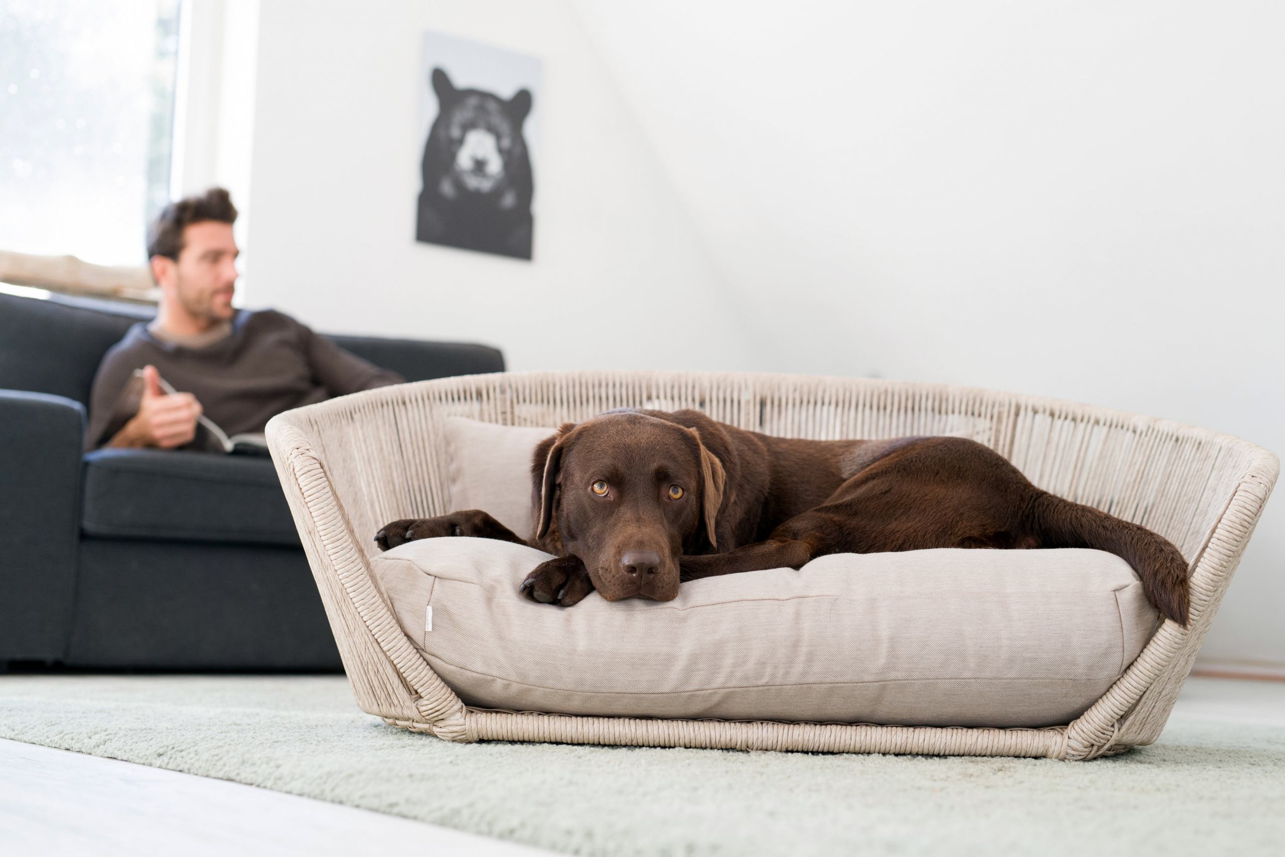 LABONI - Design for dogs and owners