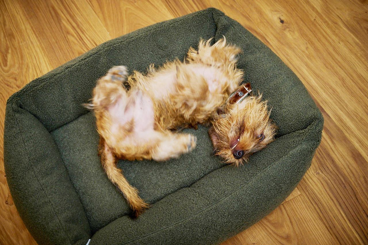 ORTHOPÄDISCH | HUNDEBETTEN | LABONI - Design für Hund und Halter