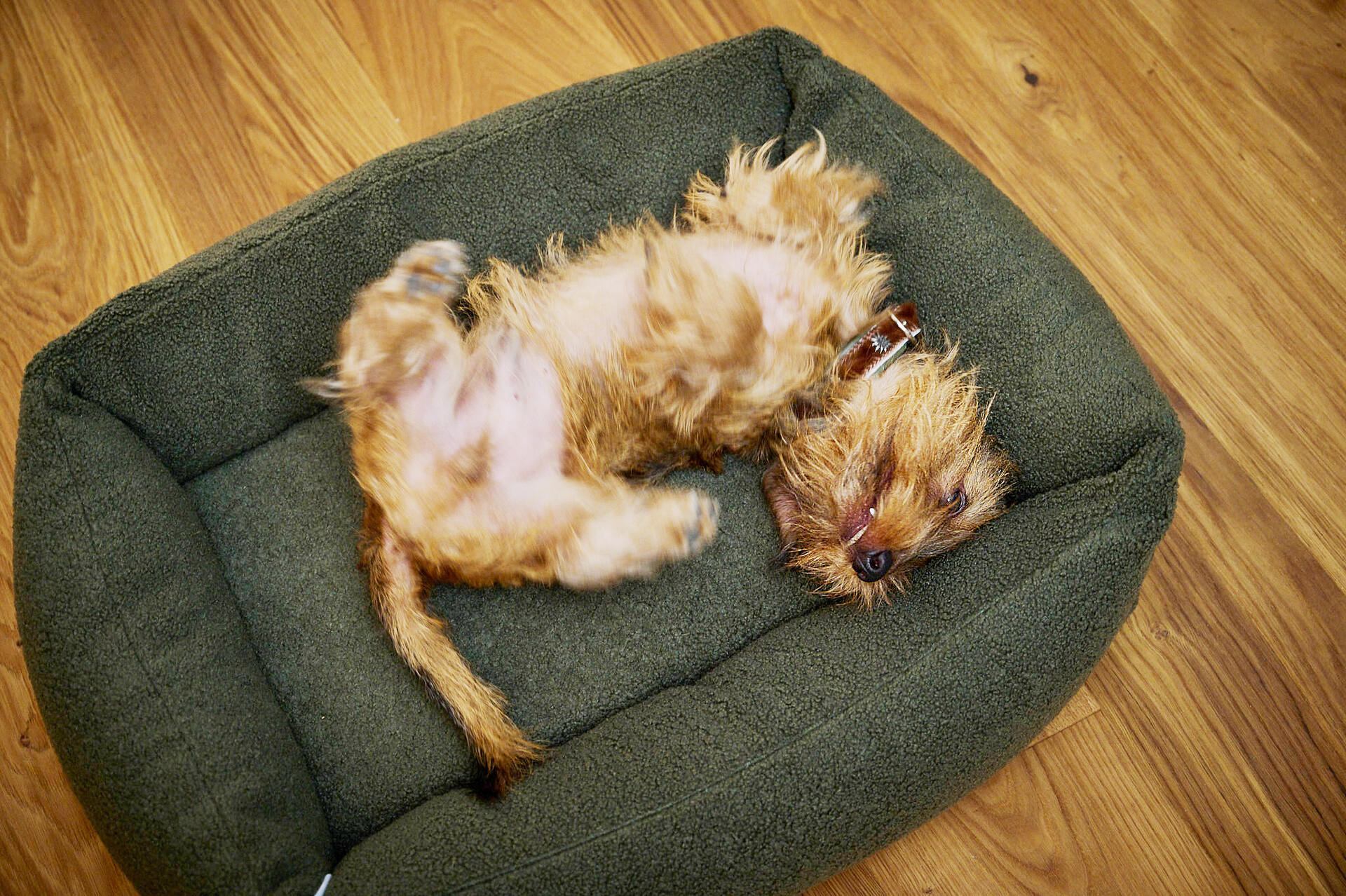 ORTHOPÄDISCH | HUNDEBETTEN | LABONI - Design für Hund und Halter