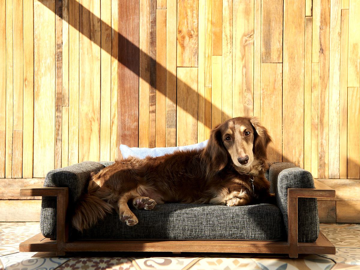 LABONI - Design für Hund und Halter