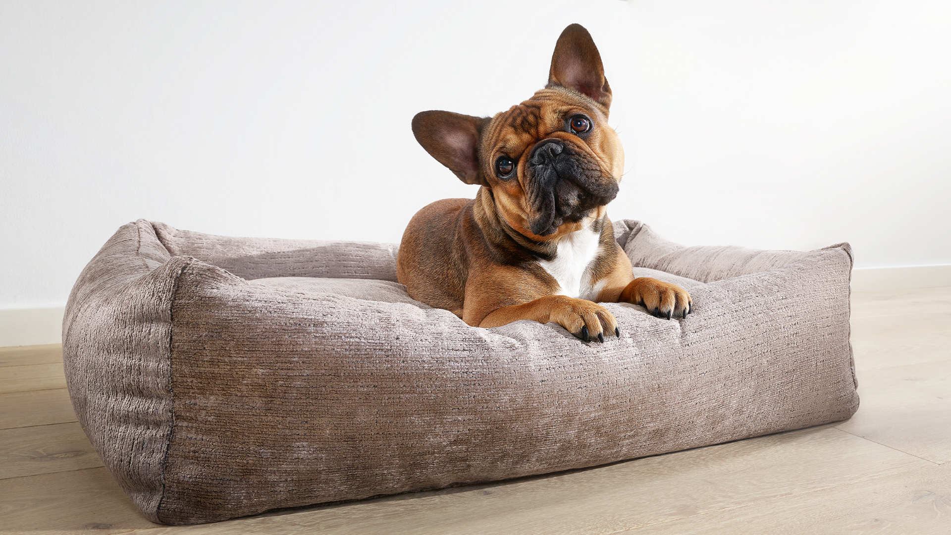 LABONI - Design for dogs and owners